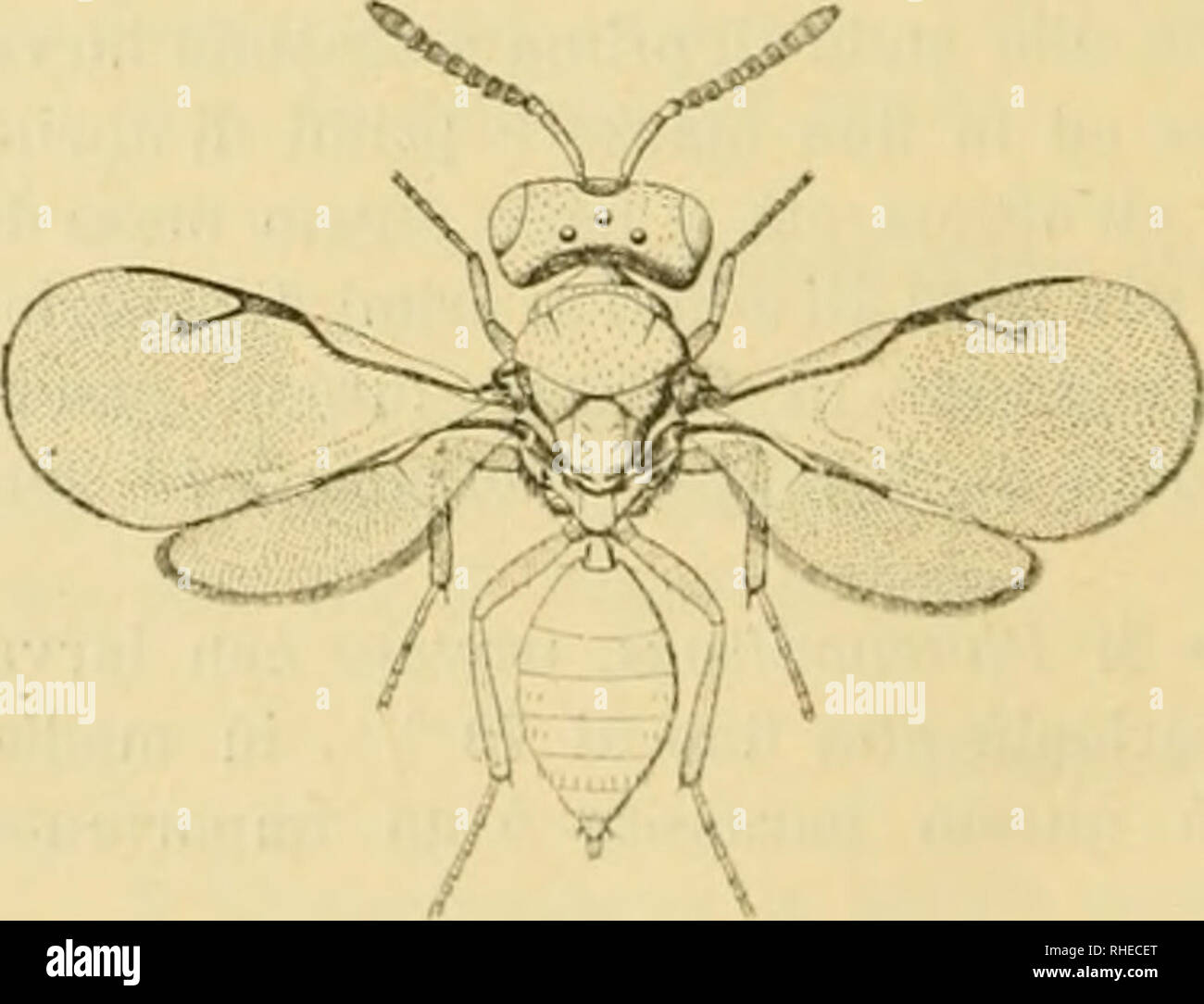 Zoologia della biologia hi-res stock photography and images - Alamy
