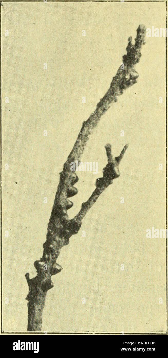 A forma tronco conica hi-res stock photography and images - Alamy