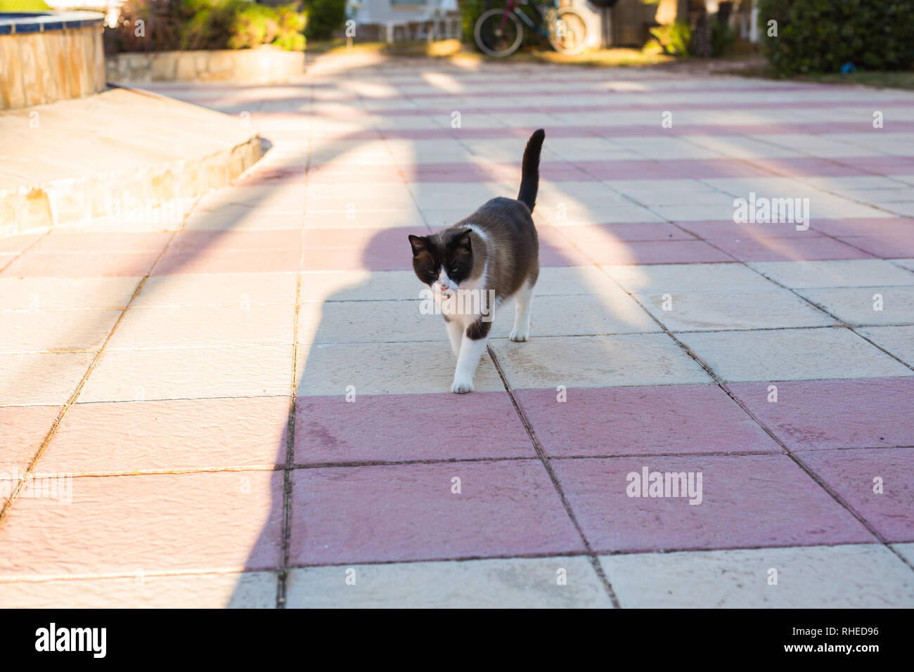 Pet, spring and animals concept - Cute cat walking outdoor Stock Photo ...