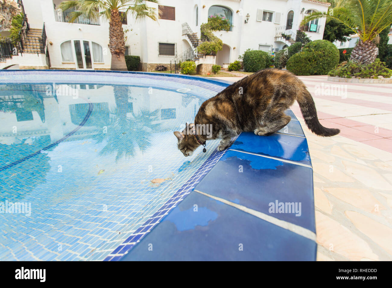 Cute cat drinking water from swimming pool Stock Photo - Alamy