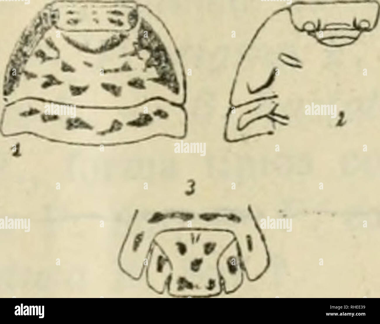 Isopodes terrestres hi-res stock photography and images - Alamy