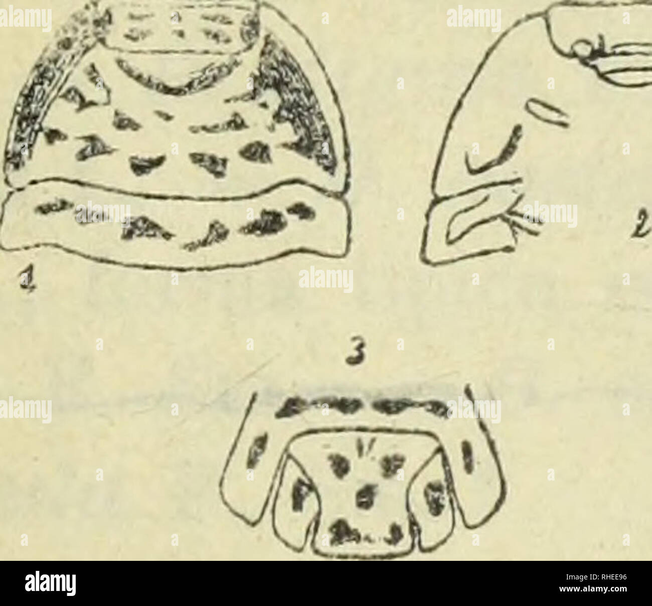 Isopodes terrestres hi-res stock photography and images - Alamy