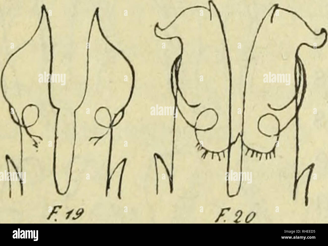 Curiosus hi-res stock photography and images - Alamy