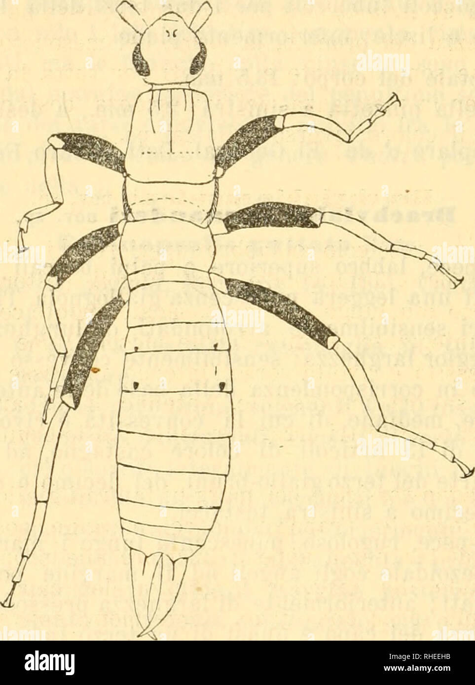 Anatomia di base hi-res stock photography and images - Alamy