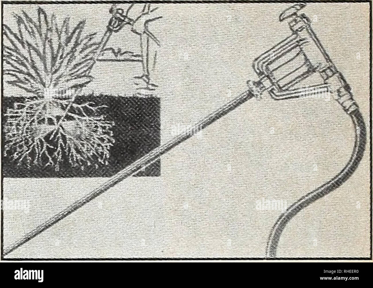 Feeder roots hi-res stock photography and images - Alamy