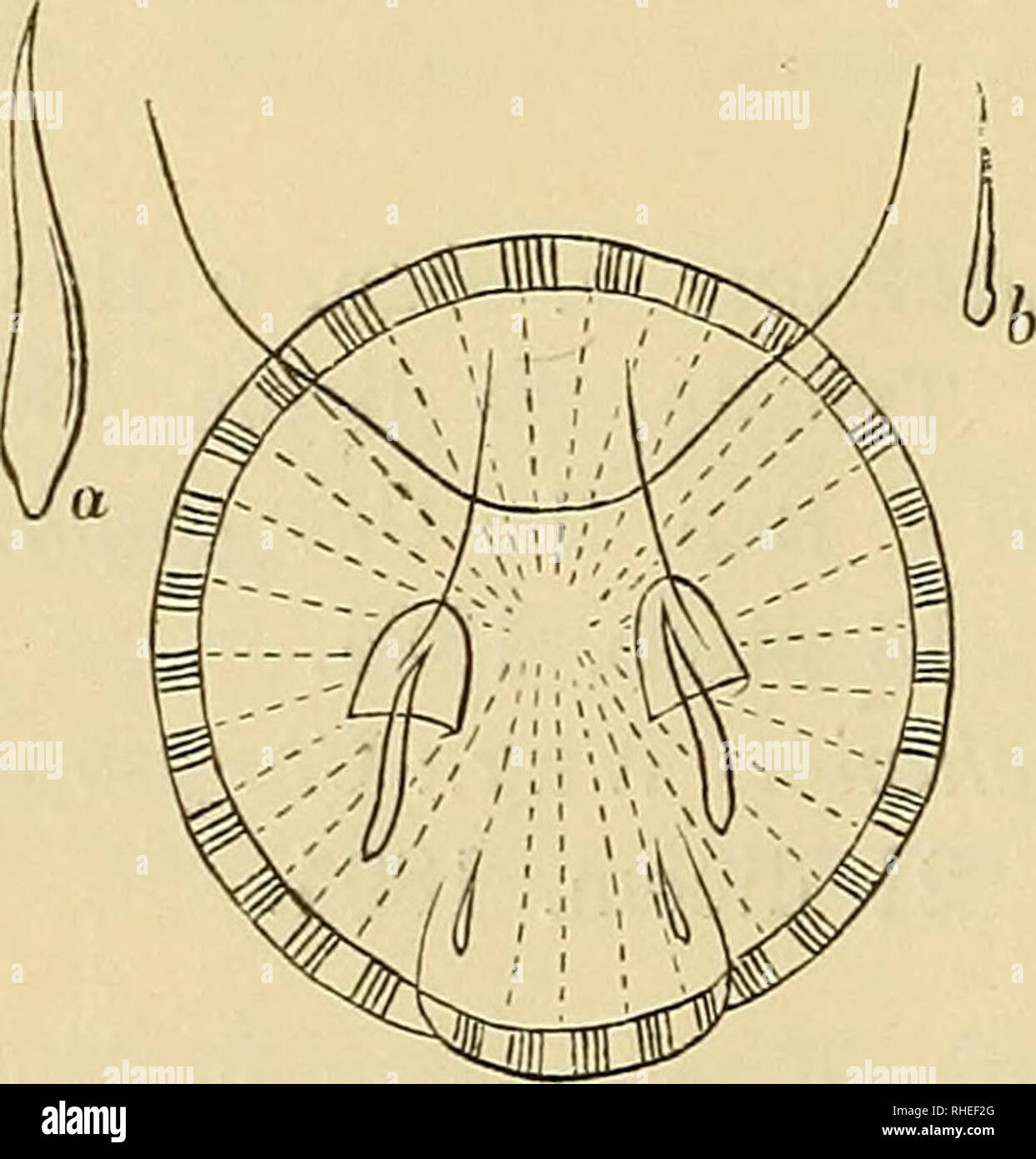 Lupus sp hi-res stock photography and images - Alamy