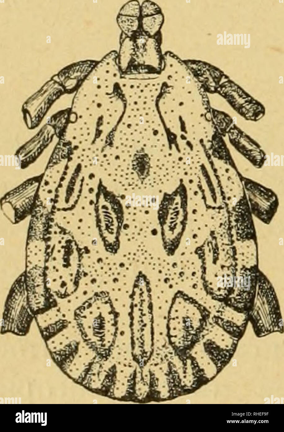 Rhipicephalus sanguineus hi-res stock photography and images - Alamy