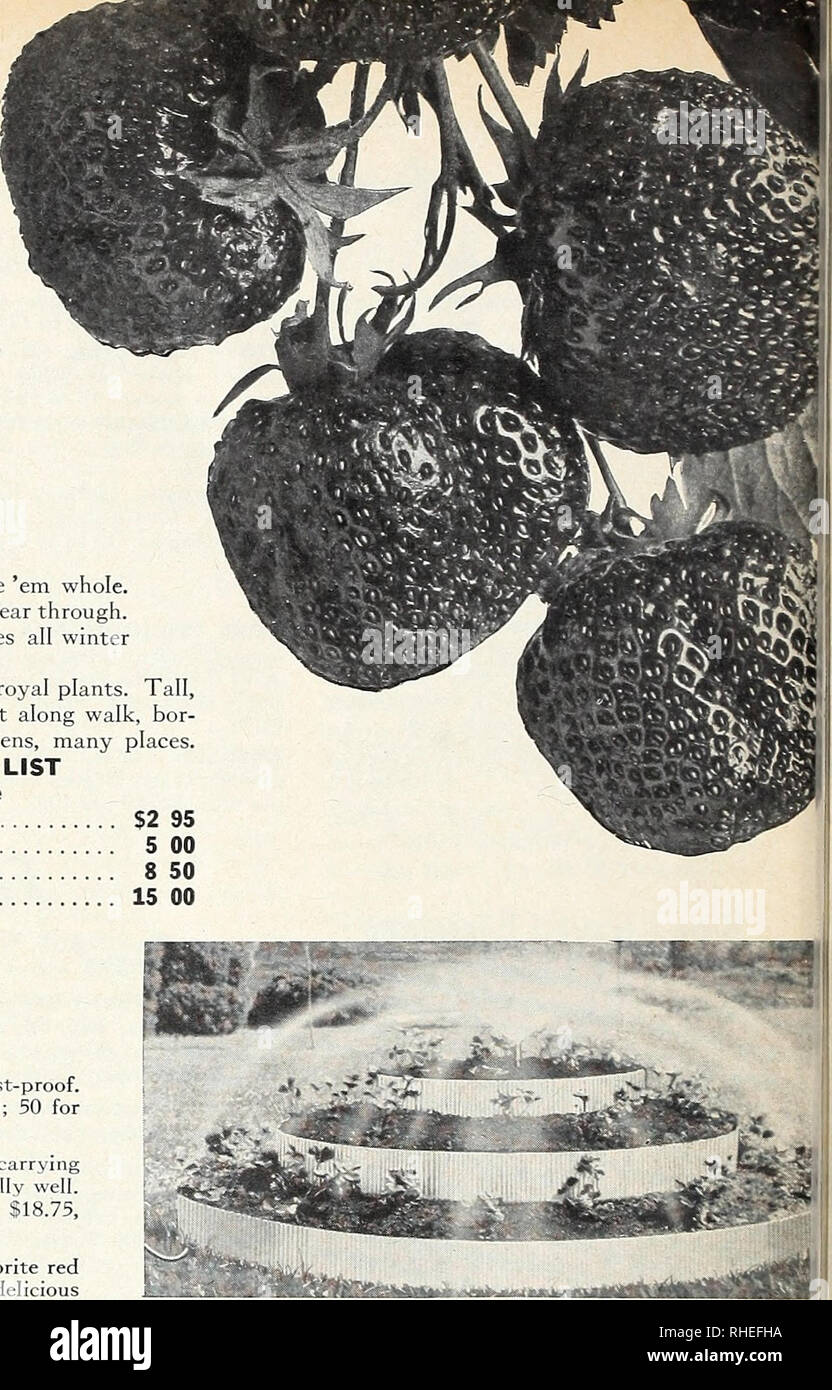 . Bolgiano's spring 1966 catalog : our 77th year. Nurseries ...