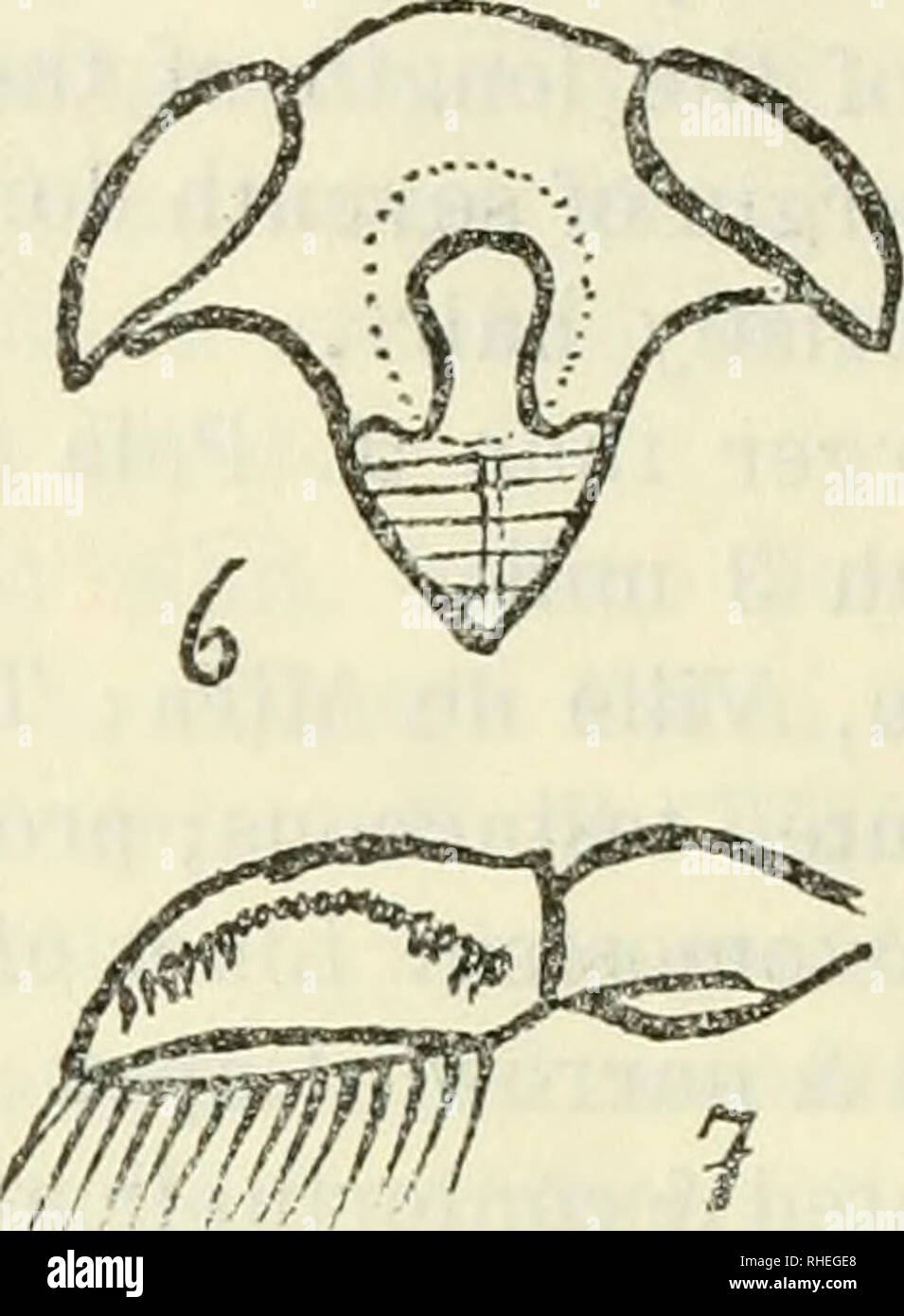 Fovea anatomia hi-res stock photography and images - Alamy