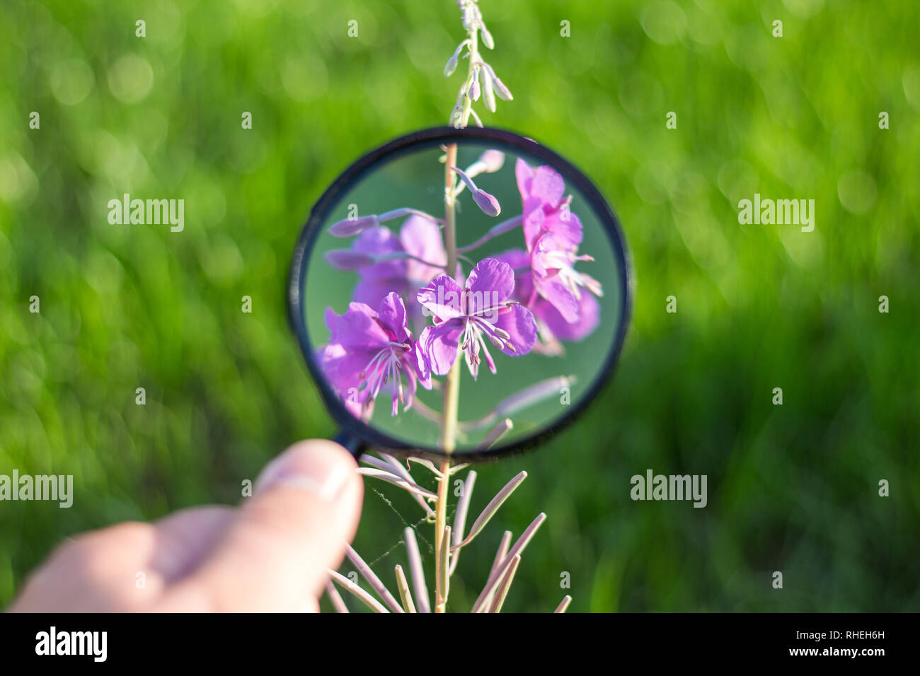 Flower in magnifying glass hi-res stock photography and images - Alamy