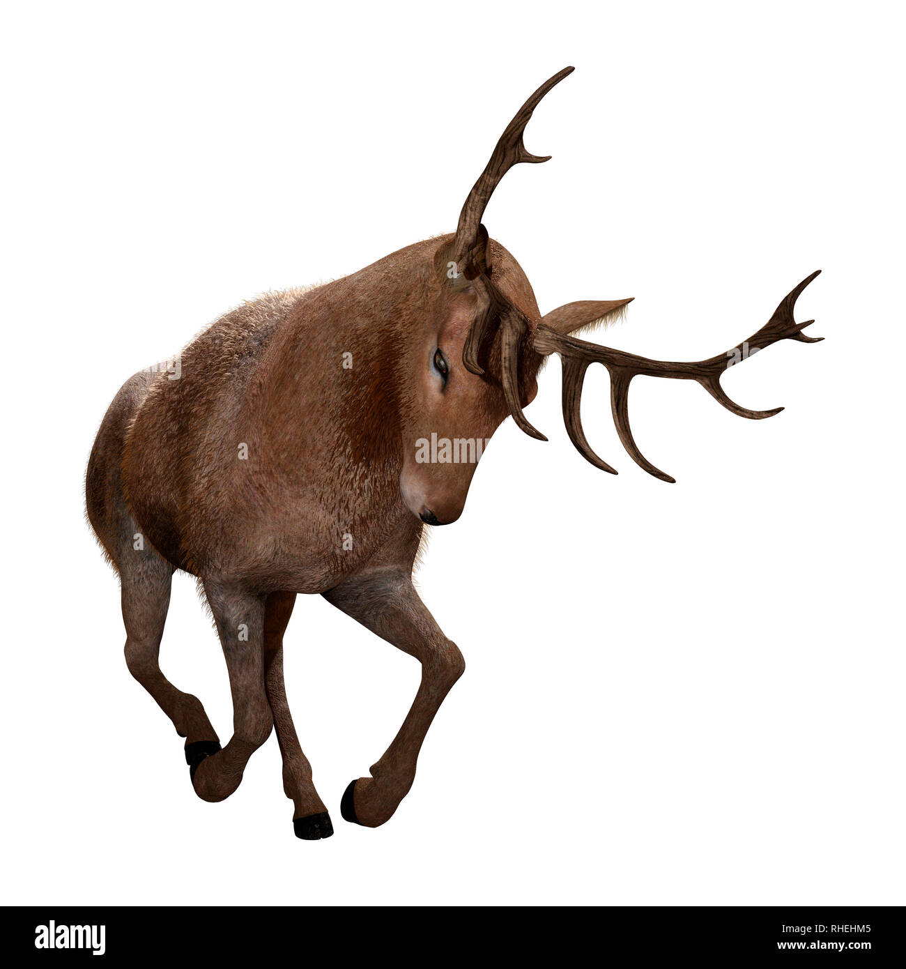 3D rendering of a male deer isolated on white background Stock Photo ...