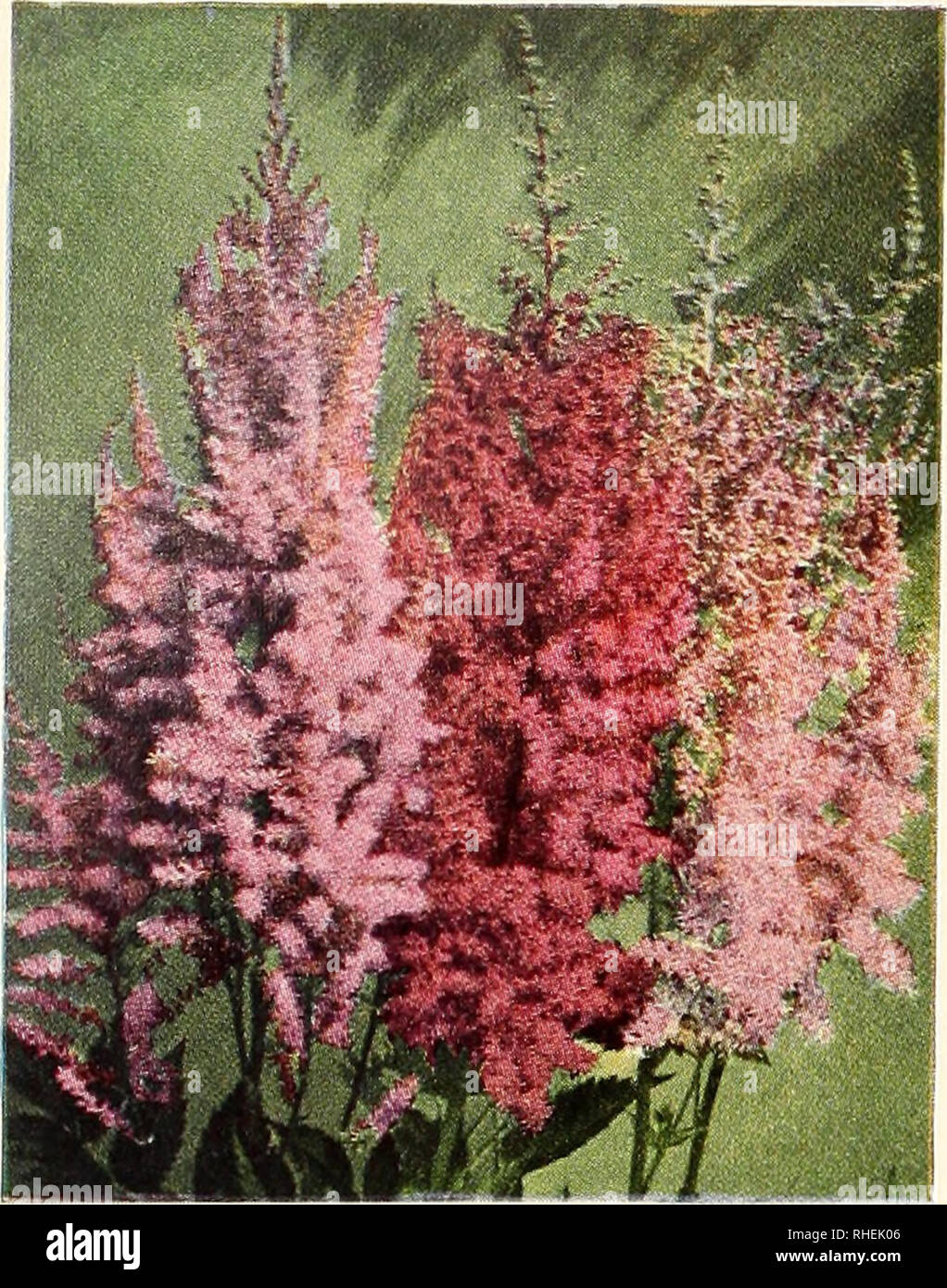 Pink astilbes hi-res stock photography and images - Alamy