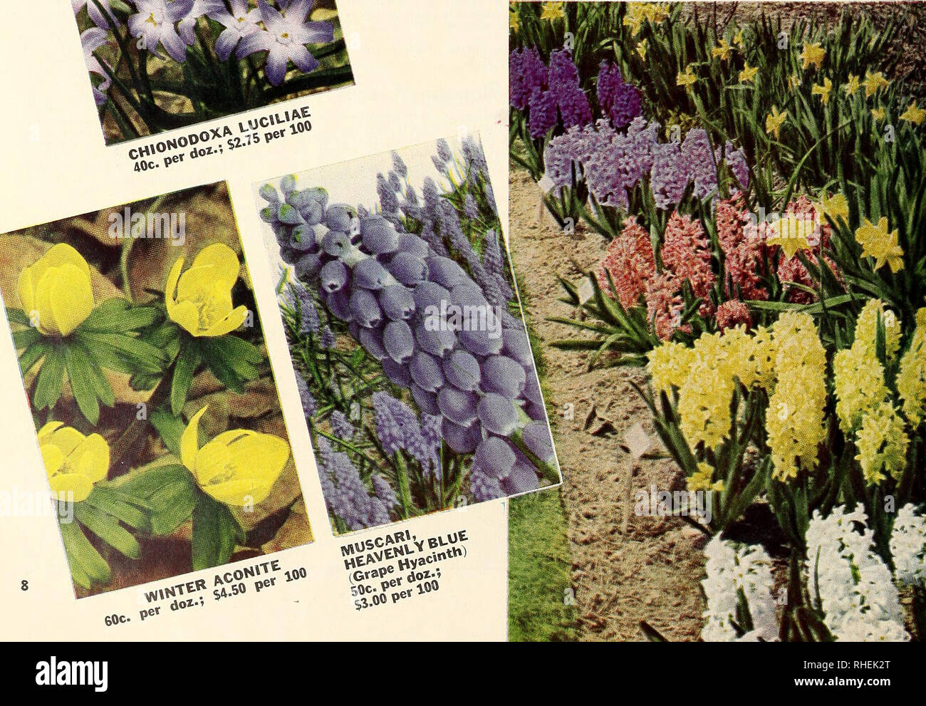 . Bolgiano's selected bulbs plants seeds for 1950 fall planting ...