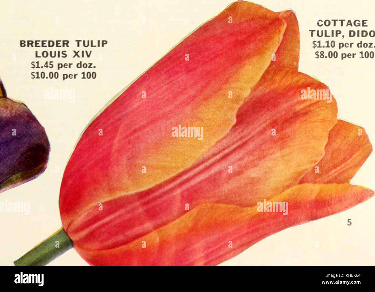 Louis xiv tulip hi-res stock photography and images - Alamy