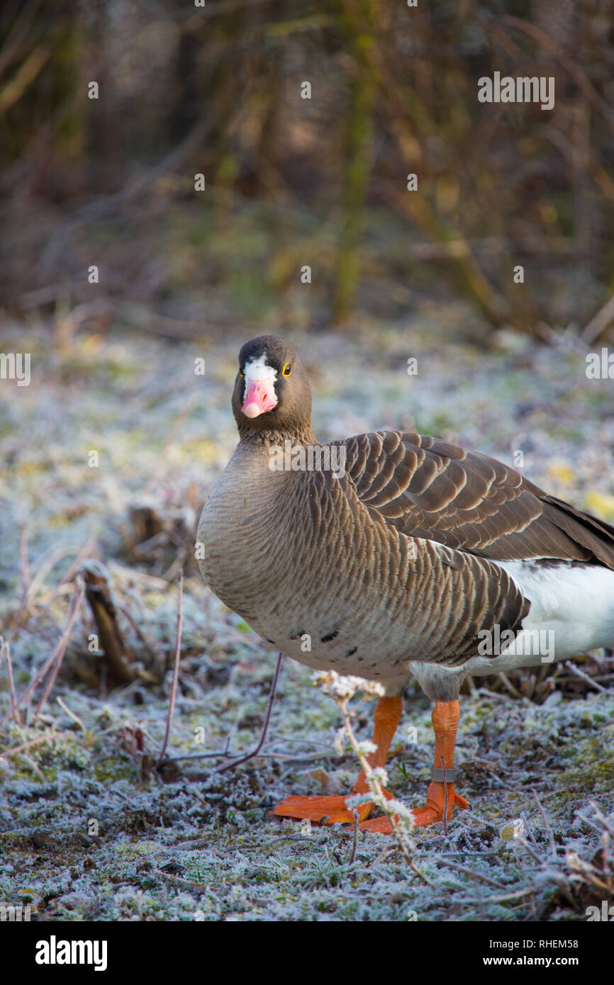 Lesser Fronted White Goose and Red Breasted Goose foraging for food on ...
