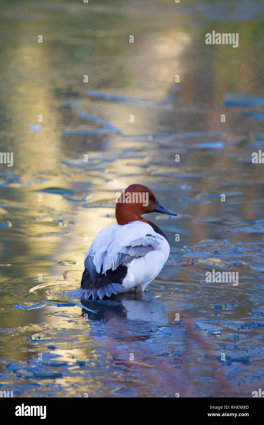 Common Pochard Duck standing in partially frozen pond, Wetland Centre ...