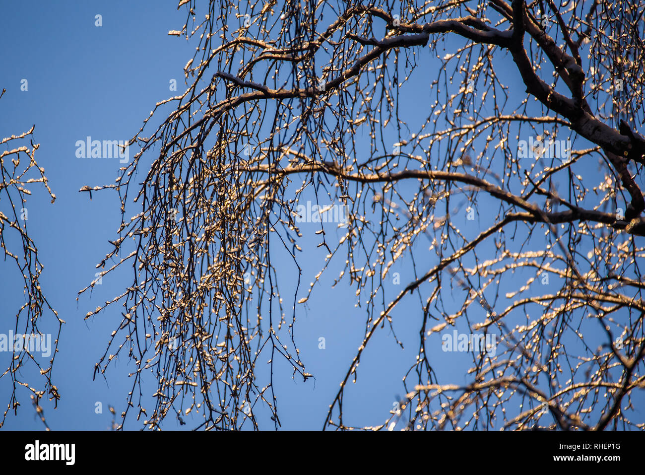 Ice on branch hi-res stock photography and images - Alamy
