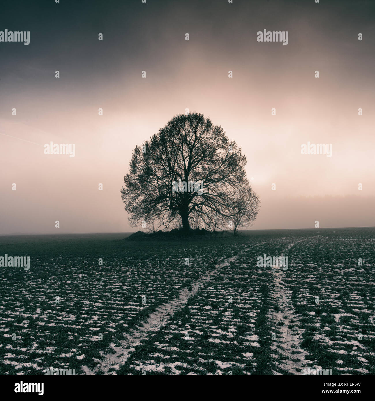 Linden tree at cold foggy sunset Stock Photo - Alamy