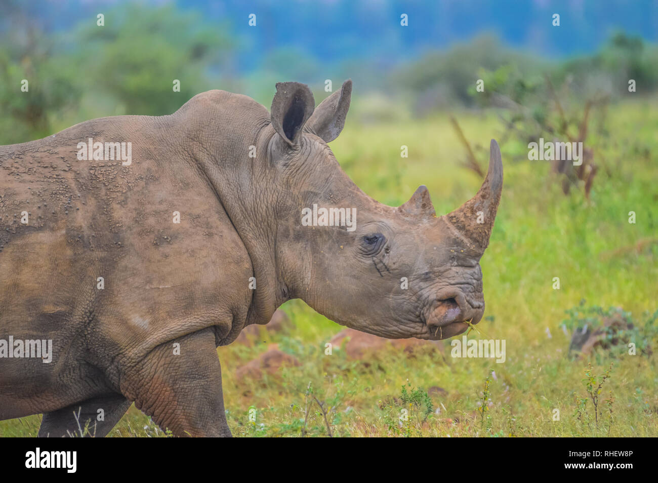 Male bull Cute White Rhino or Rhinoceros in a nature wild reserve in ...