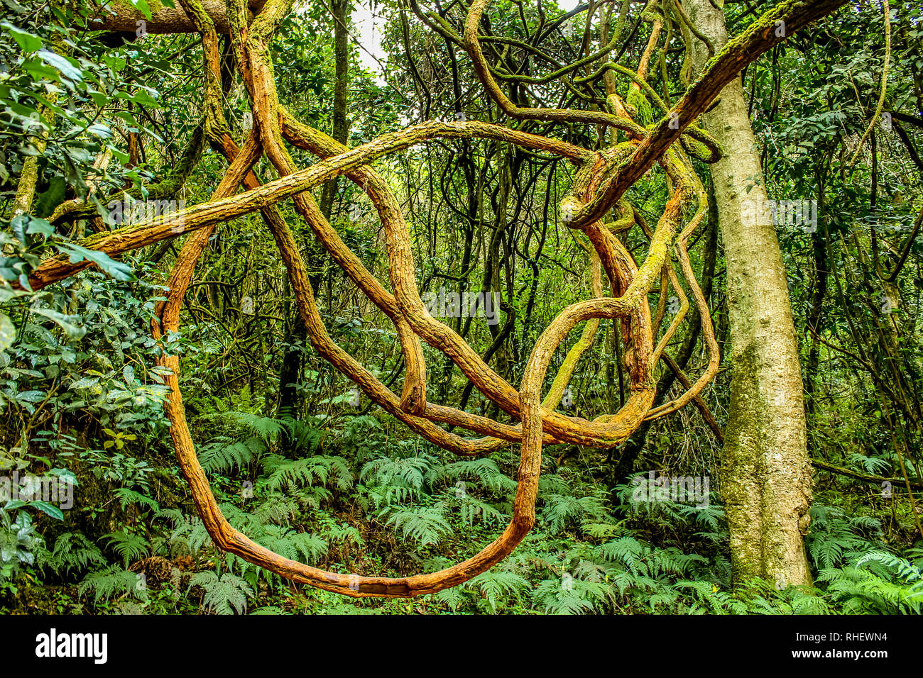 Beautiful and green tropical rain forest in Sabie , Mpumalanga Stock ...
