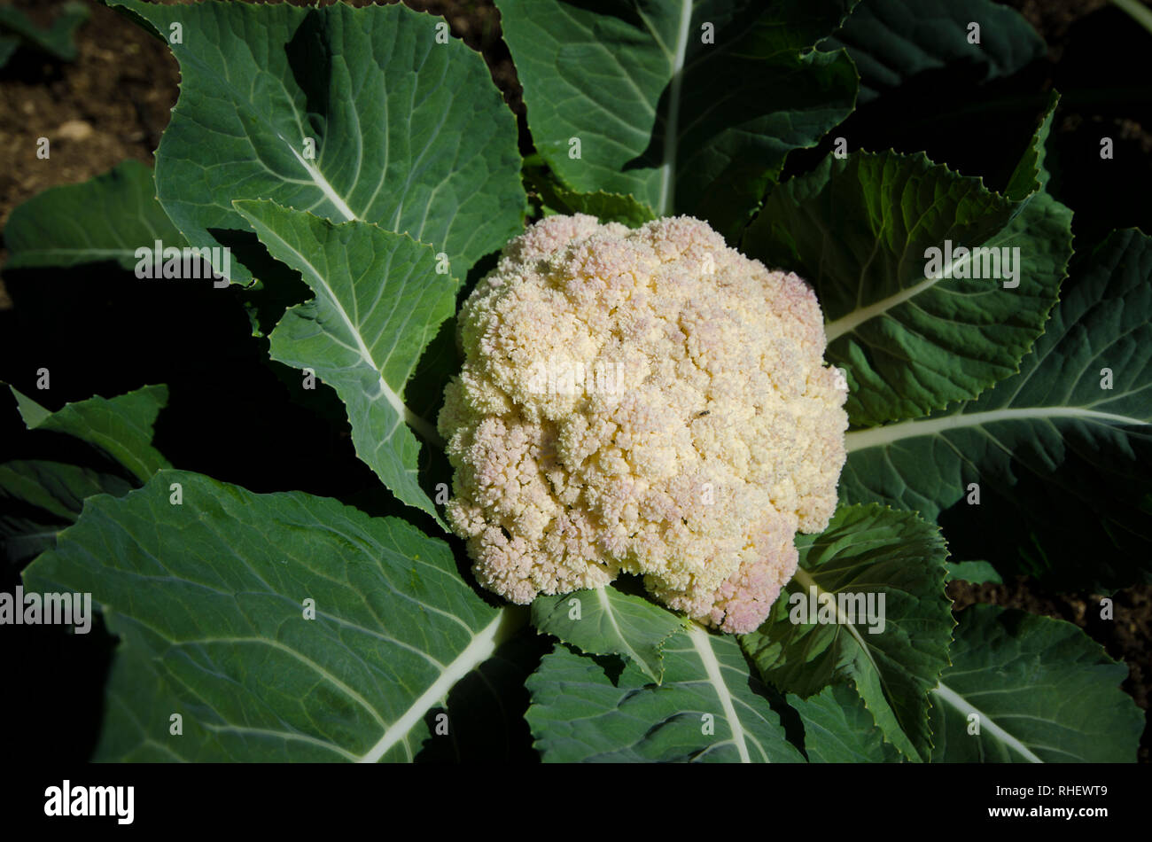 Growing cauliflower hi-res stock photography and images - Alamy