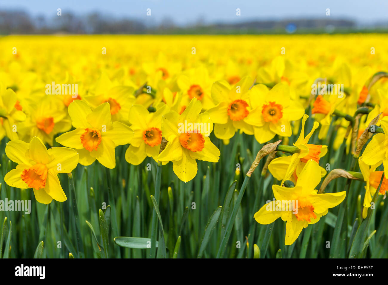 yellow dutch daffodil flowers close up low angle of view with blue sky ...