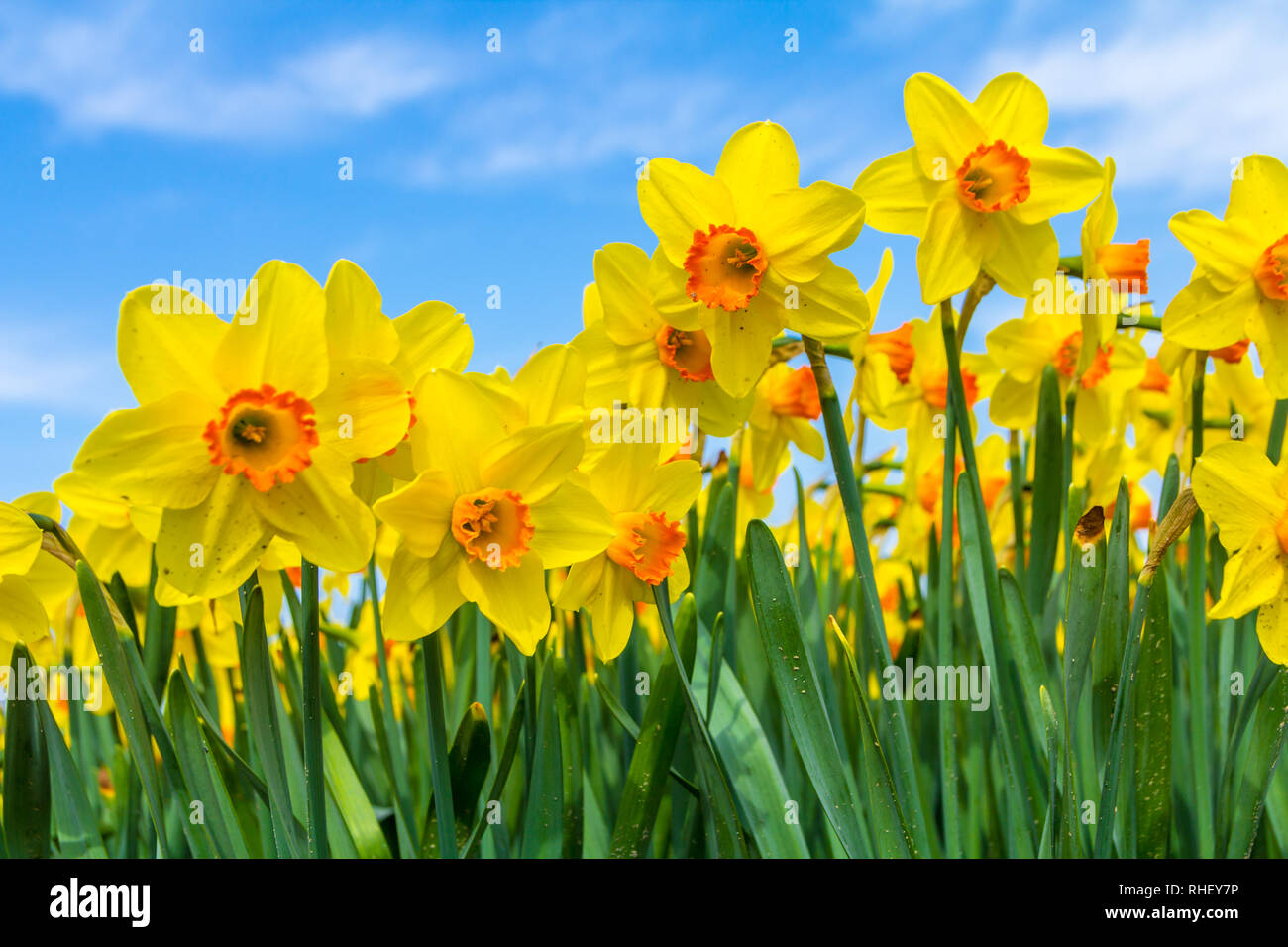 yellow dutch daffodil flowers close up low angle of view with blue sky ...