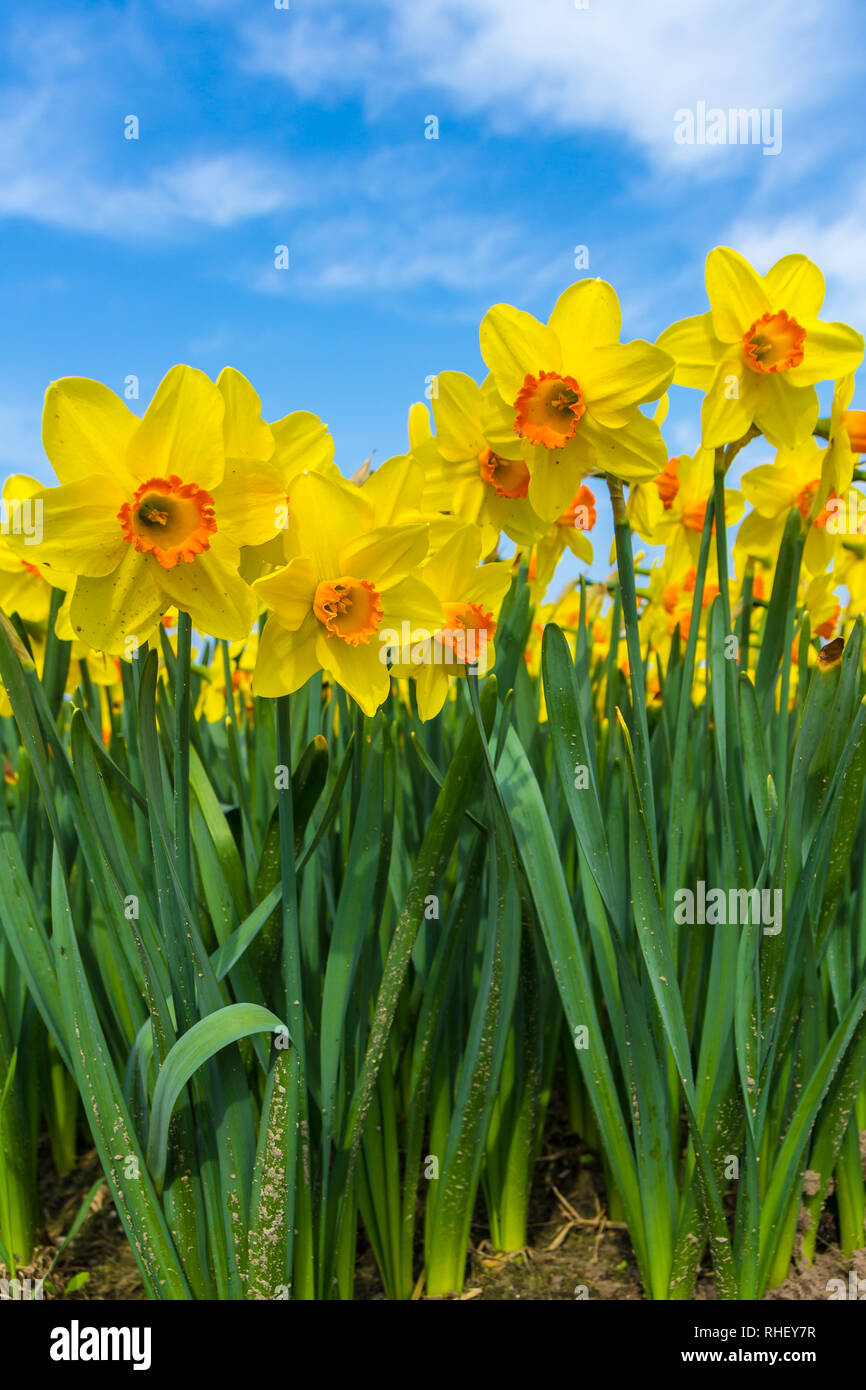 yellow dutch daffodil flowers close up low angle of view with blue sky ...