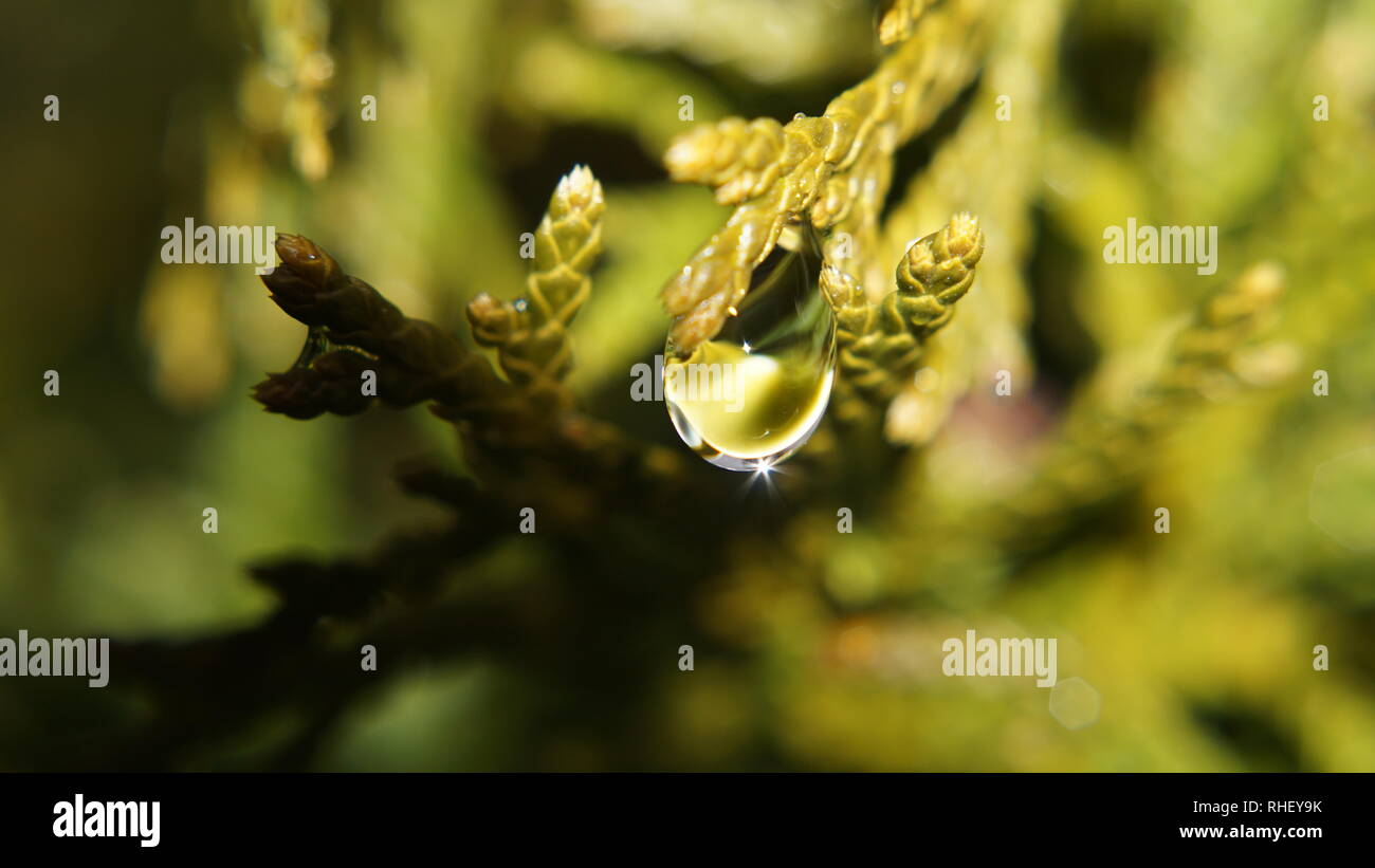 Star drops hi-res stock photography and images - Alamy