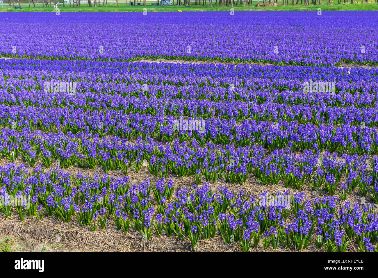 rows of purple dutch common hyacinth flowers with blue sky background ...