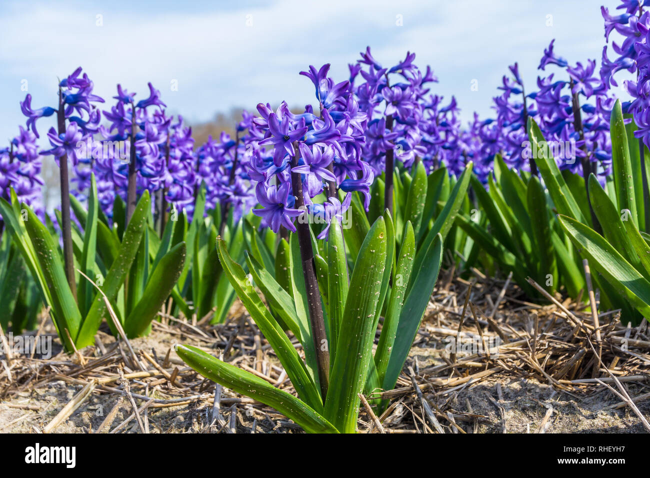 row of purple dutch common hyacinth flowers close up low angle of view ...