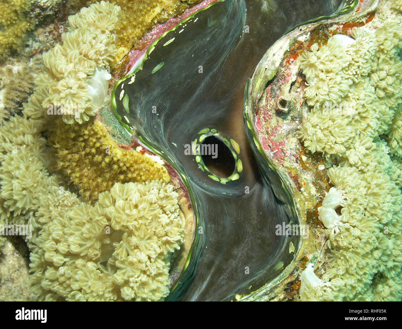 Fluted Giant Clam (Tridacna squamosa Stock Photo - Alamy
