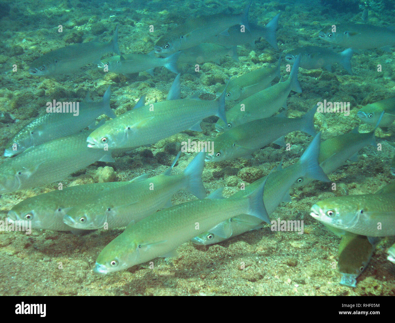 Fringelip Mullet (Crenimugil crenilabis Stock Photo - Alamy