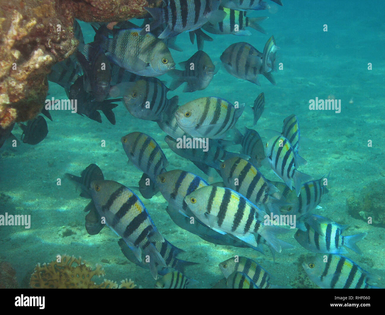 Shoal School Sergeant Major Fish High Resolution Stock Photography and ...