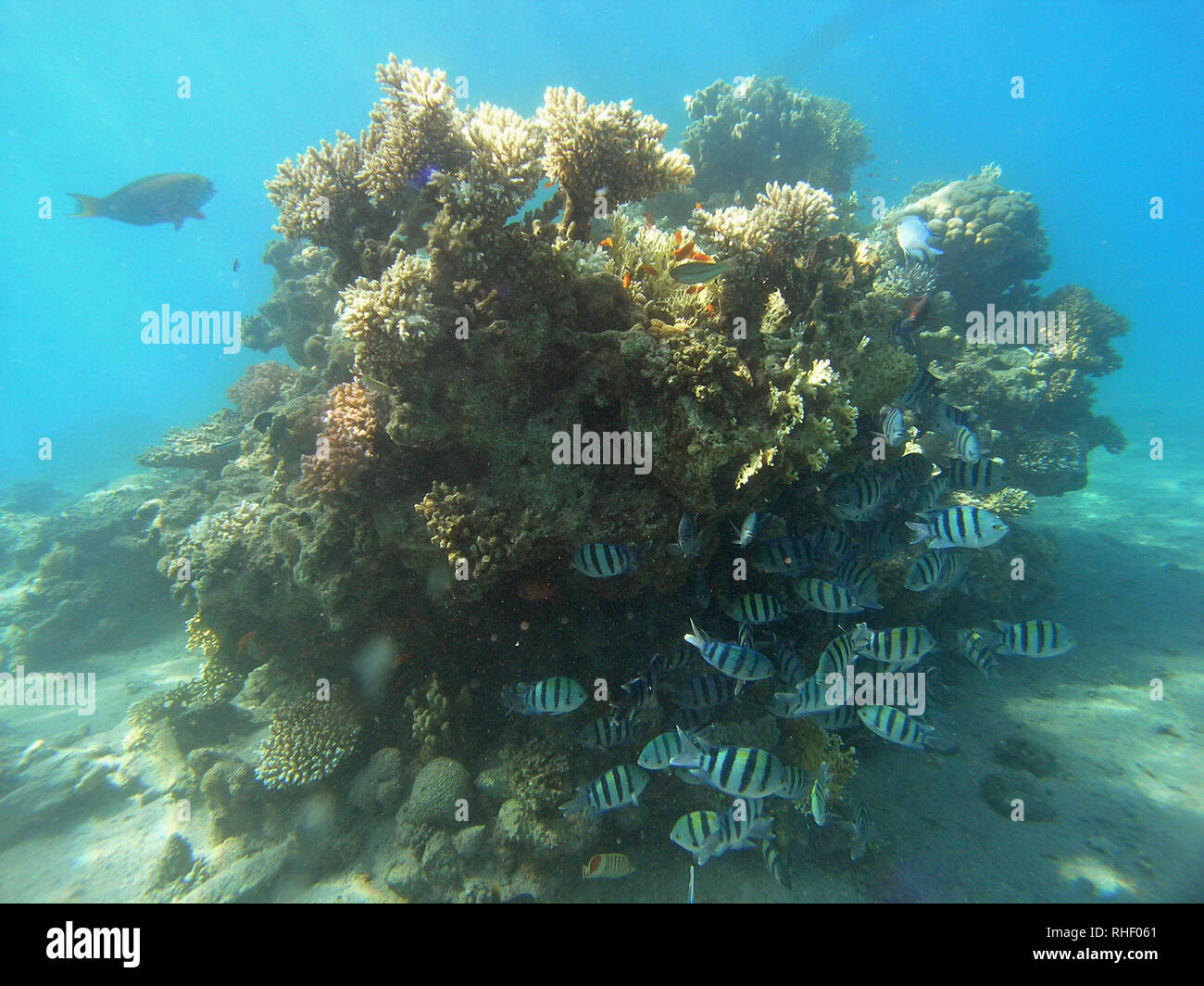 Shoal School Sergeant Major Fish High Resolution Stock Photography and ...