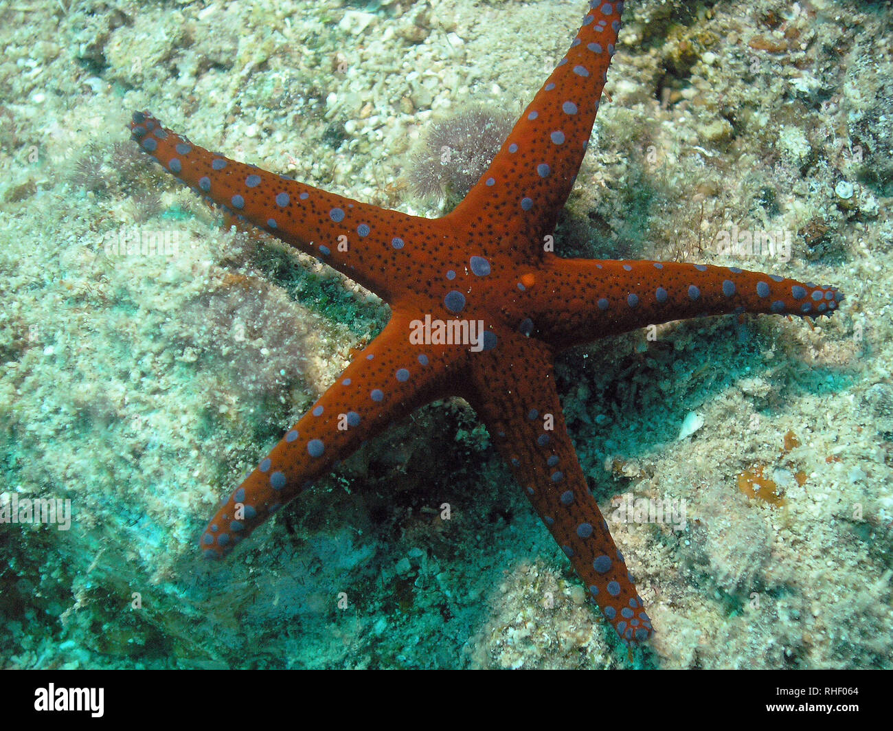 A Ghardaqa Sea Star (Fromia ghardaqana) in the Red Sea, Egypt Stock ...