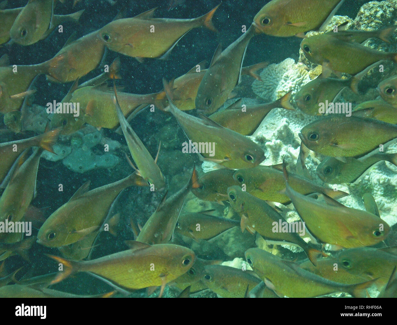 Dusky Sweepers (Pempheris adusta Stock Photo - Alamy