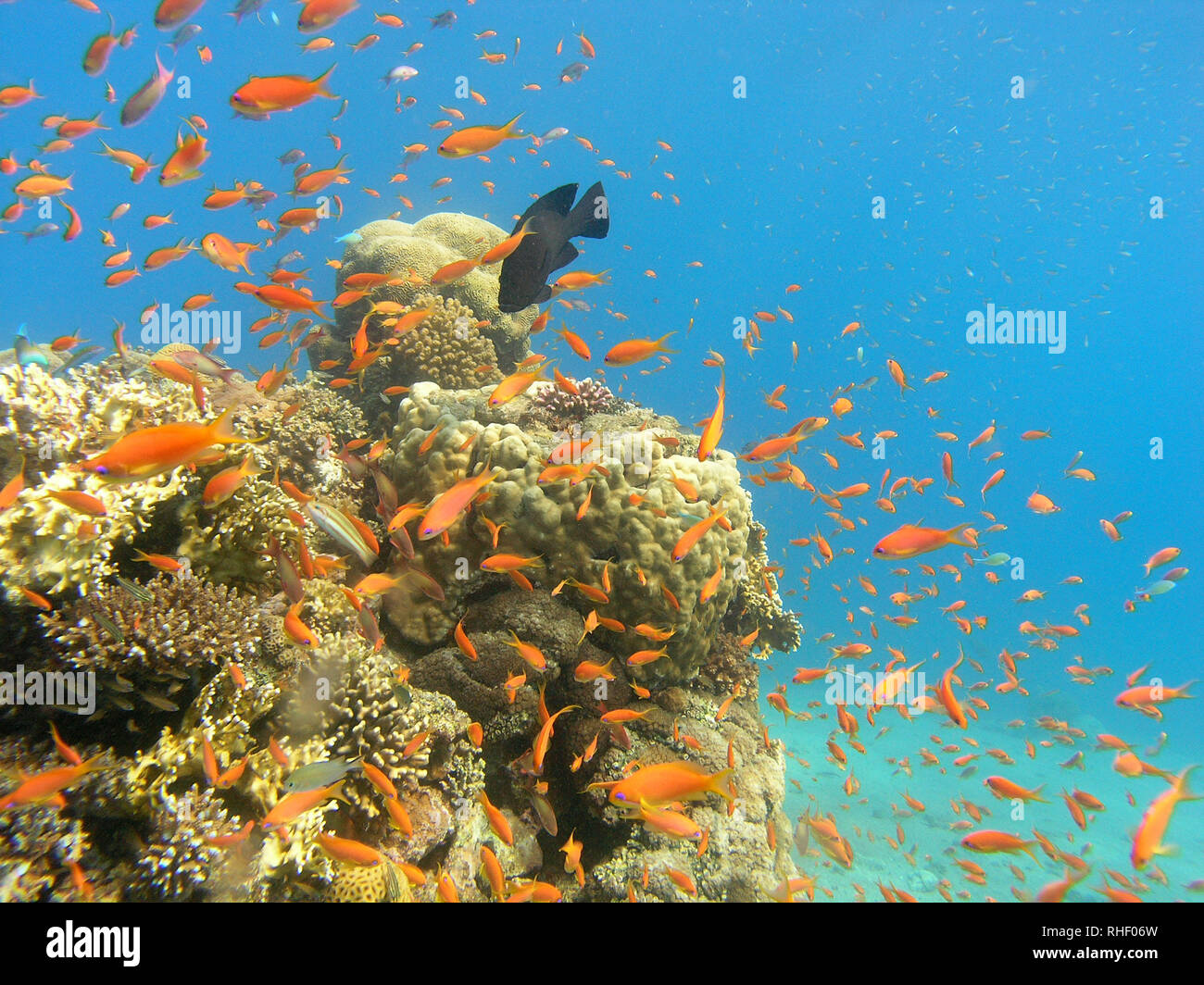 Coral reefs in Eilat in Israel Stock Photo - Alamy