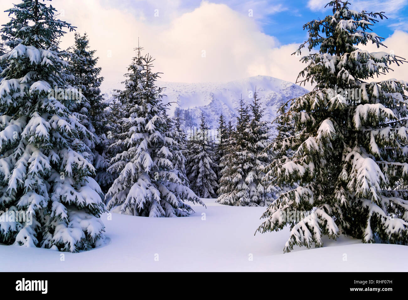 Slope Snow Forest The Avalanche Risk Is High In Much Of The Western