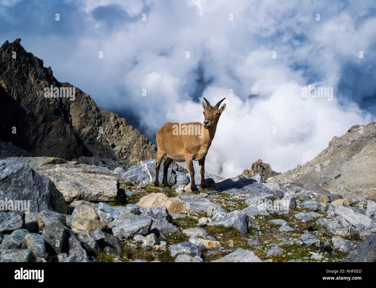 Wild Caucasian mountain stone goat. Standing on the highland. Clouds ...