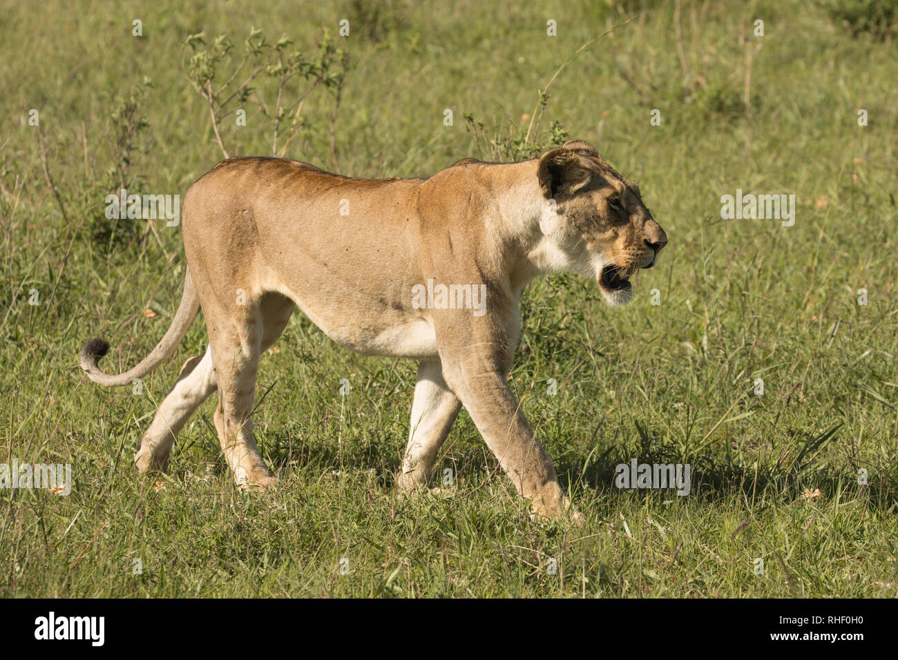 Lioness on savannah hi-res stock photography and images - Alamy