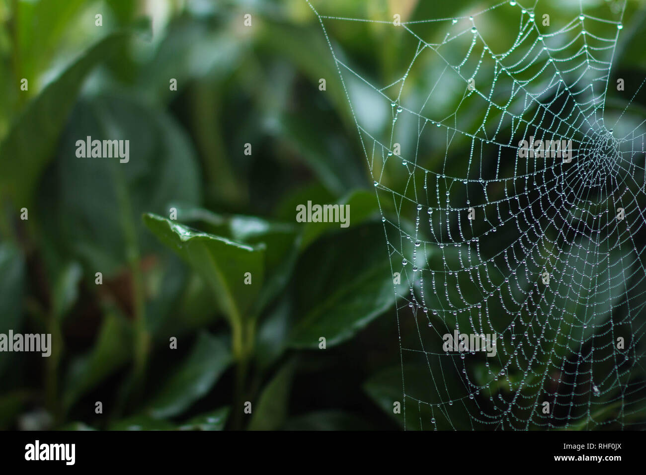 Hedge spider hi-res stock photography and images - Alamy