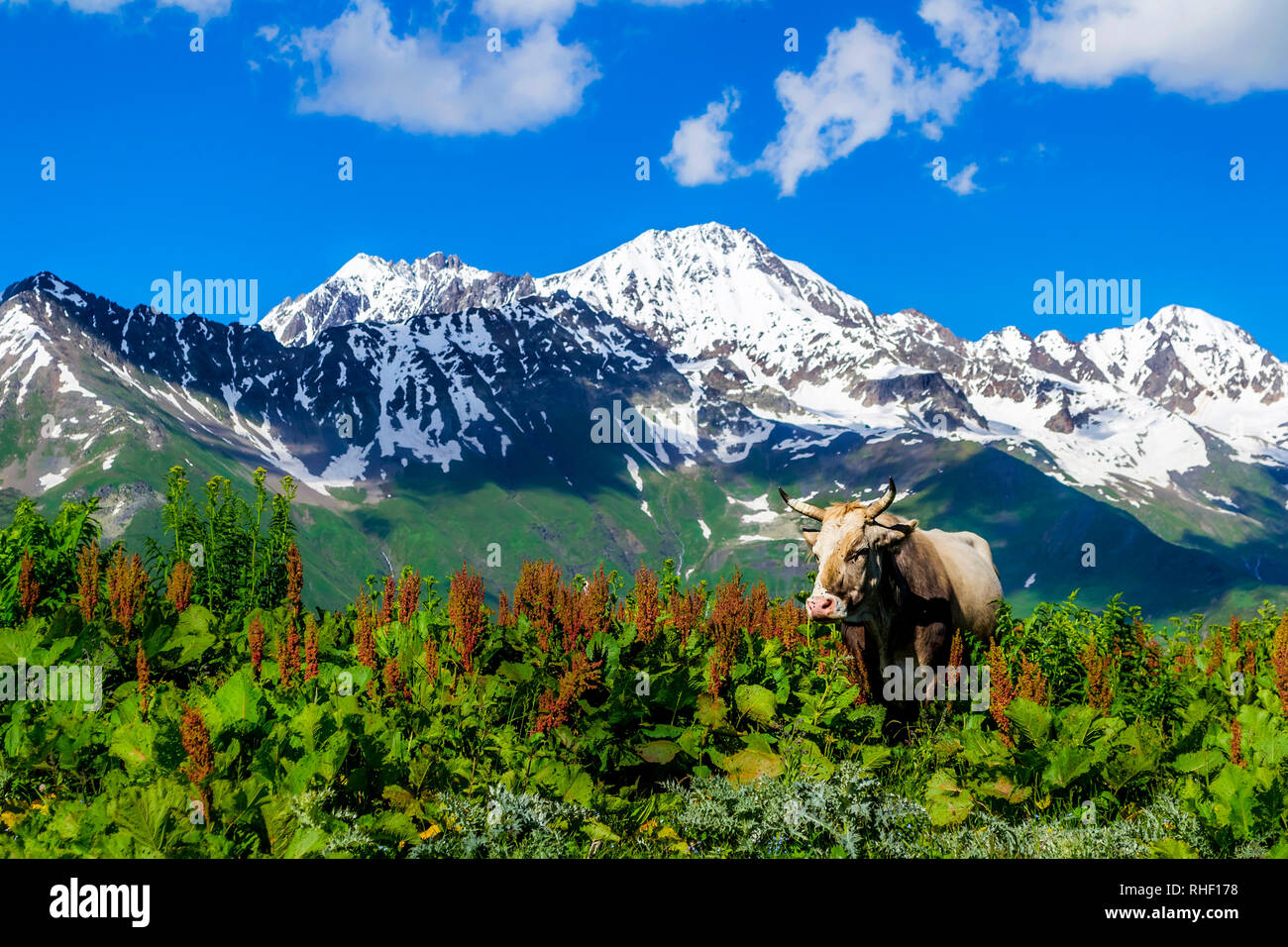 Cow shadow hi-res stock photography and images - Alamy