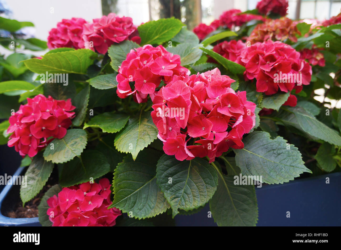 Potted hydrangeas hi-res stock photography and images - Alamy