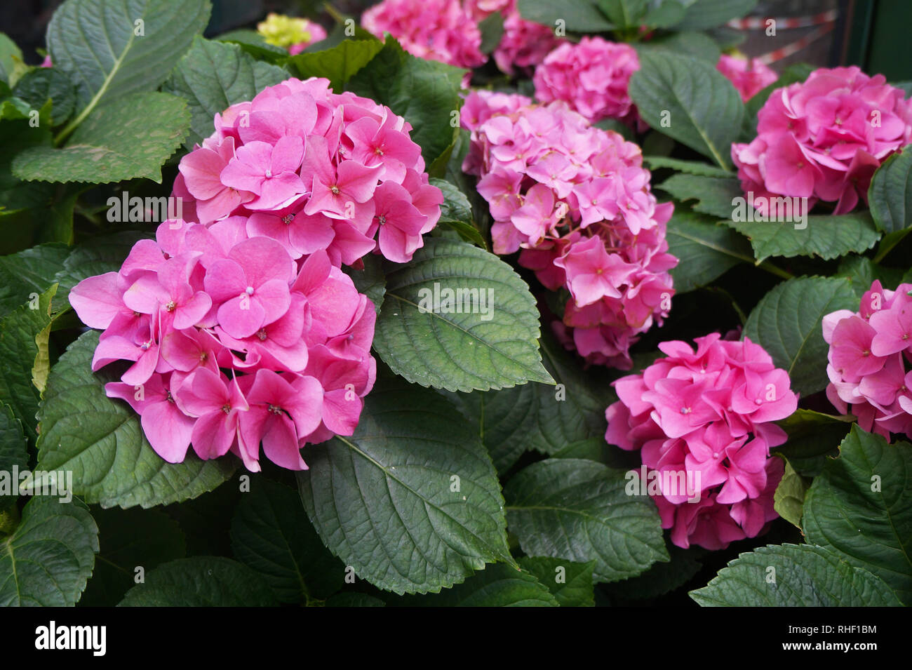Beautiful pink hydrangeas in a pot. Cultivation of flowers Stock Photo ...