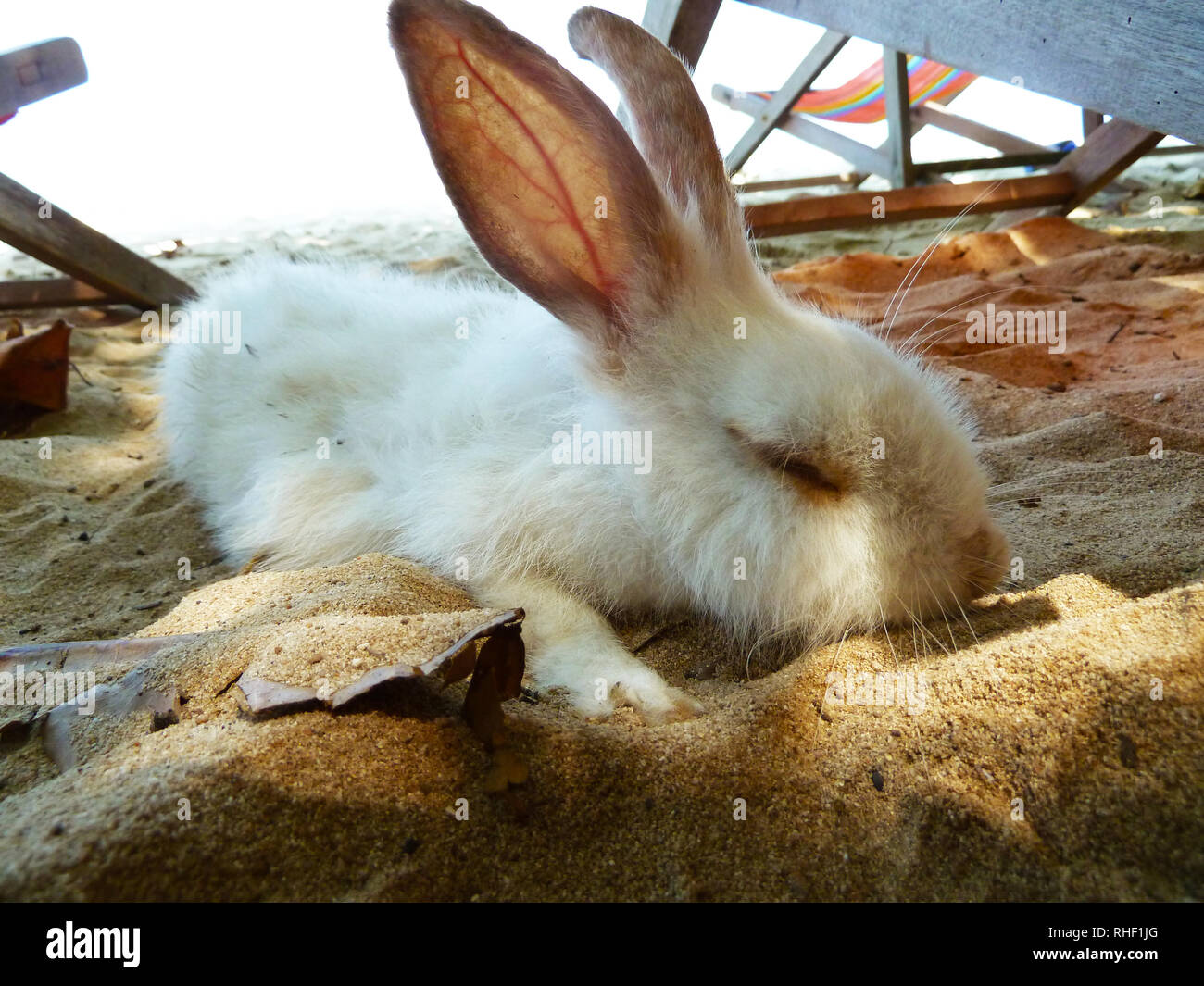 Little rabbit on the sandy beach Stock Photo - Alamy
