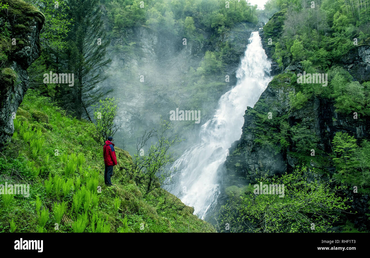 Mist pine trees man hi-res stock photography and images - Alamy