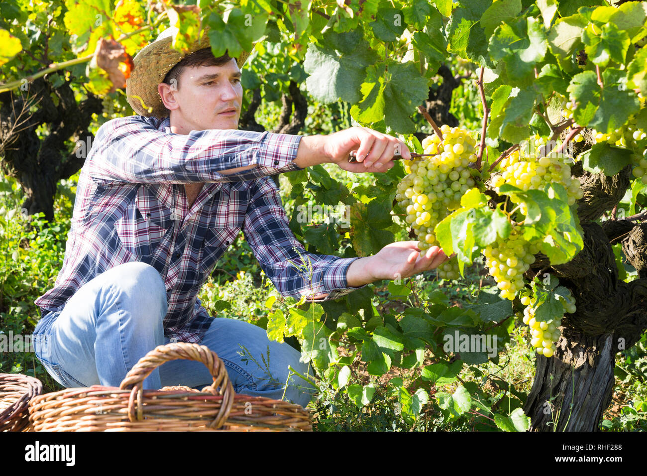 Successful male owner of vineyard gathering harvest of ripe white grapes on sunny day Stock ...