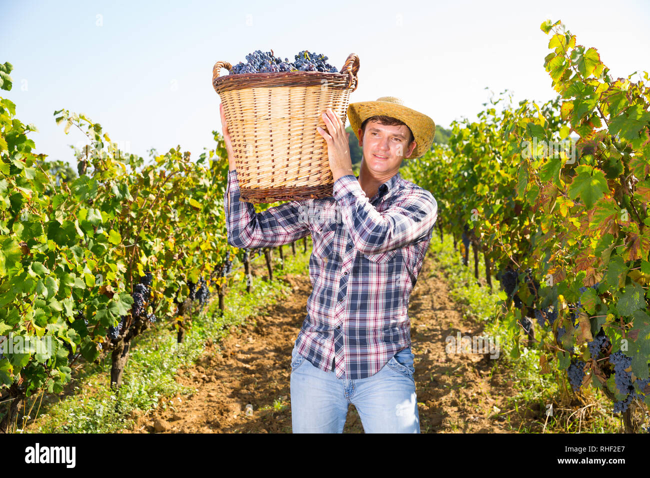 Portrait of successful male owner of vineyard holding wicker basket ...