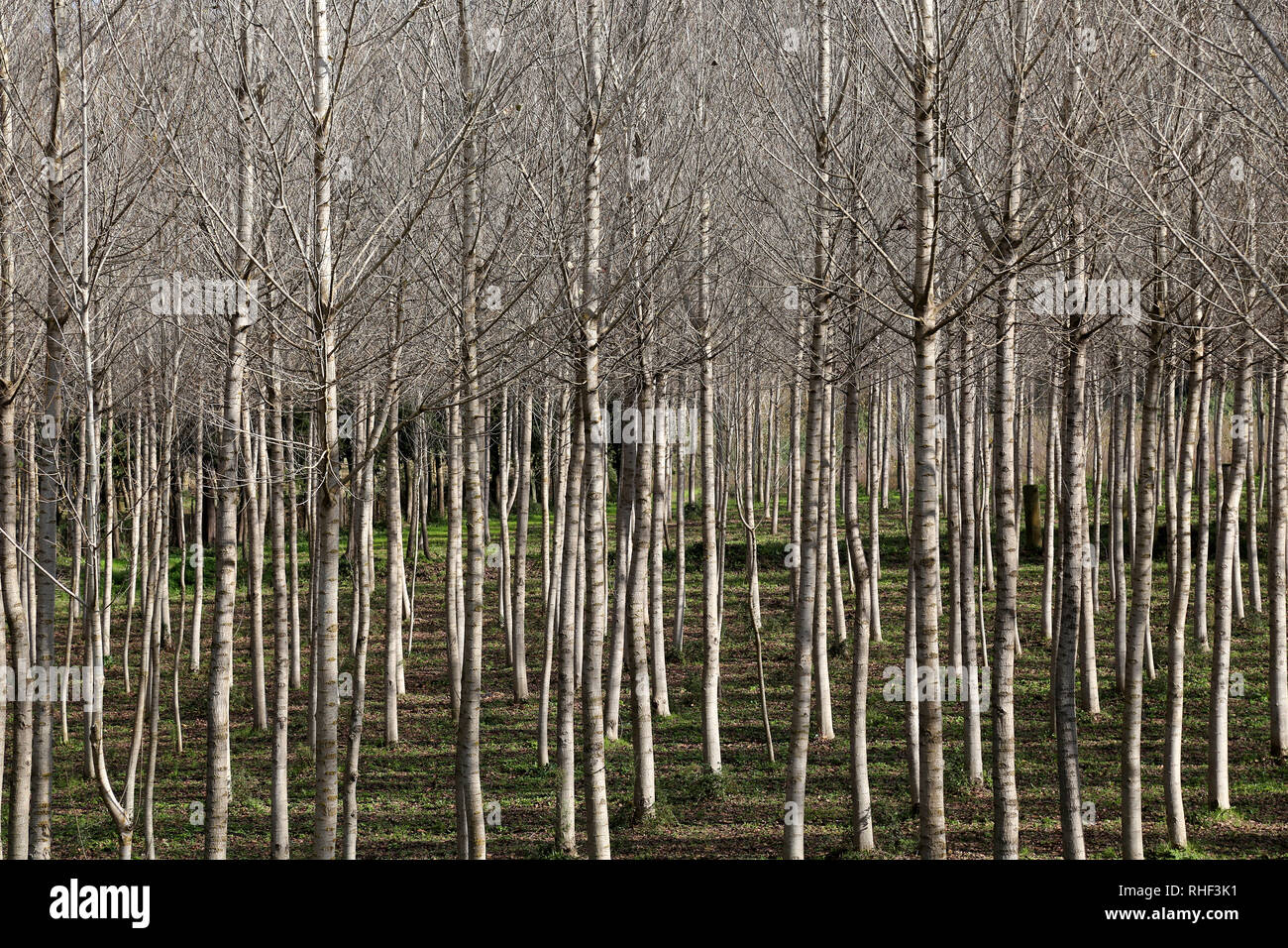 Birch stand hi-res stock photography and images - Alamy